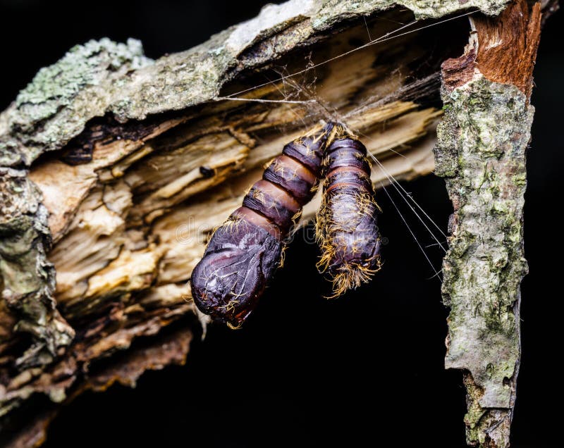 Capullos de oruga imagen de archivo. Imagen de verde - 216882067