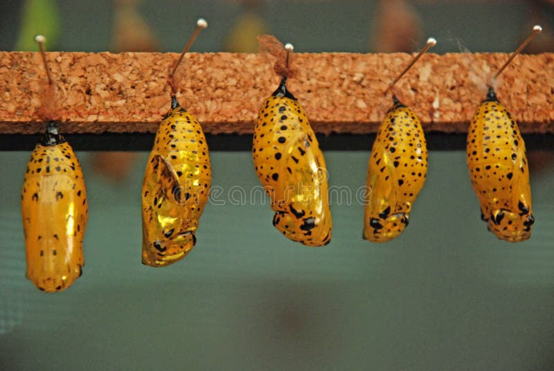 Capullos De La Mariposa Que Cuelgan En Una Ramita Imagen de archivo ...