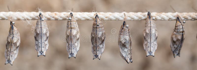Capullos De La Mariposa Que Cuelgan En Una Ramita Imagen de archivo ...