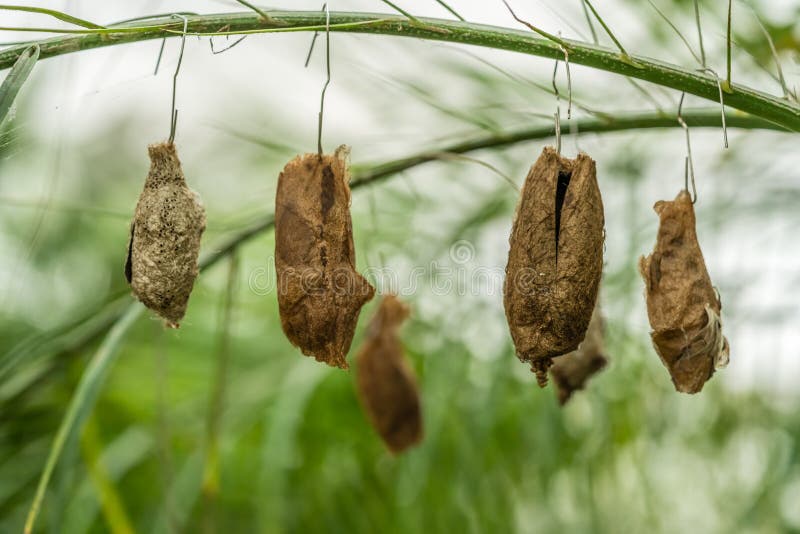 Fila De Los Capullos De La Mariposa Imagen de archivo - Imagen de gateo ...