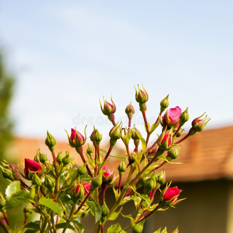 Capullos de rosa en primer imagen de archivo. Imagen de anaranjado ...