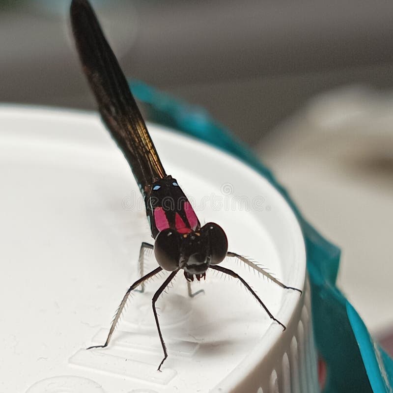 Capung Dragonfly Magenta Anisoptera Stock Image - Image of capung, pink ...