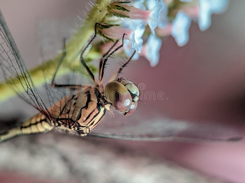 Capung from indonesia stock photo. Image of pest, capung - 213756296
