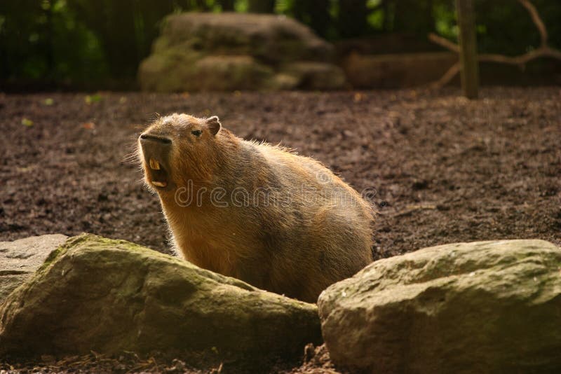 Fat Capybara Stock Photos - Free & Royalty-Free Stock Photos from ...