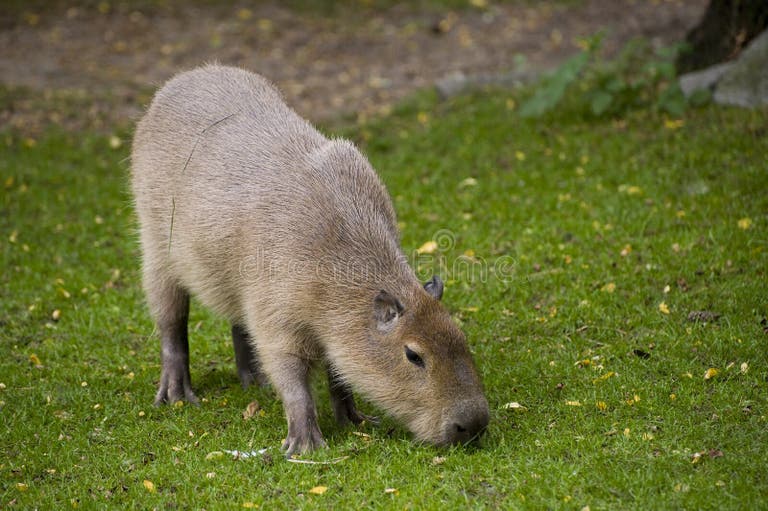 790 Capybara Eating Spider Stock Photos - Free & Royalty-Free Stock ...