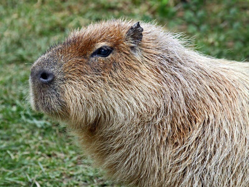 734 Capybara Face Stock Photos - Free & Royalty-Free Stock Photos from ...