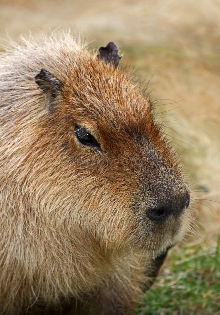 606 Capybara Face Stock Photos - Free & Royalty-Free Stock Photos from ...