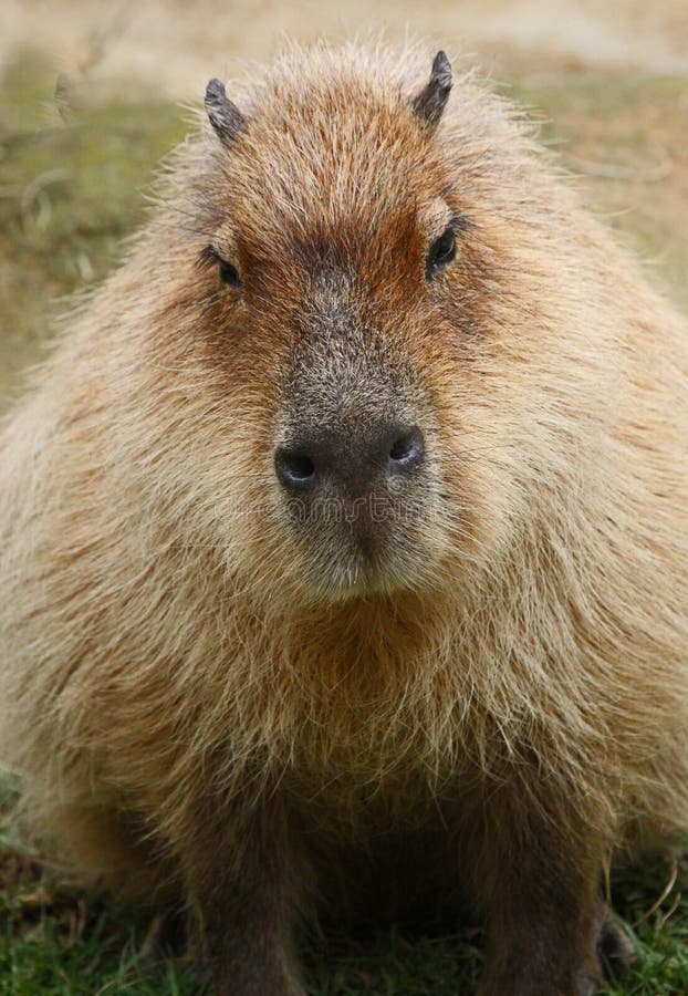 Capybara stock photo. Image of head, panama, south, capivara - 11395262