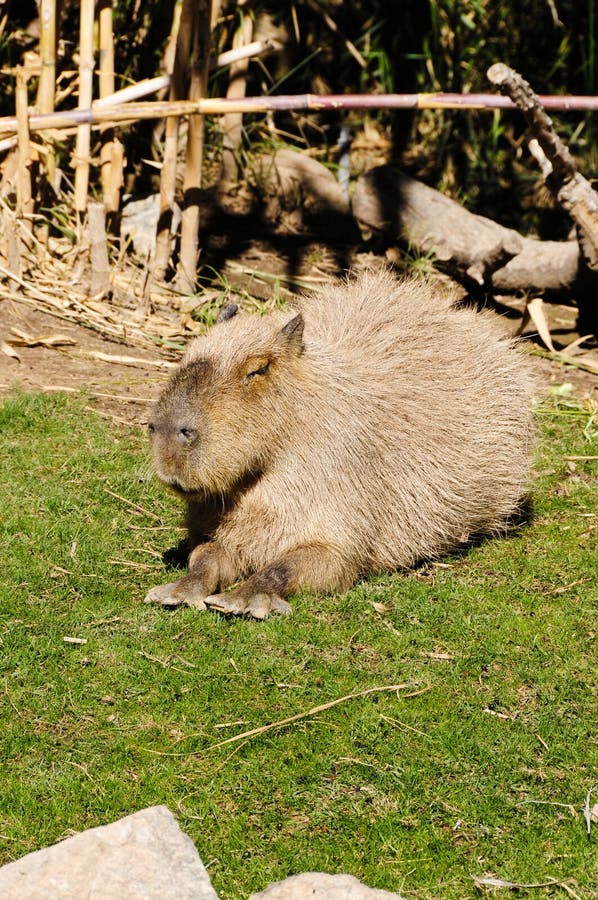 Capybara laying down stock photo. Image of herbivore - 32374540