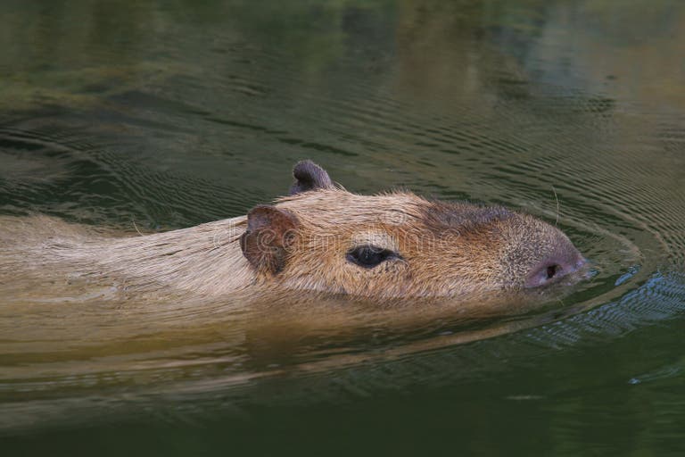 8,669 Capybara Bild Stock Photos - Free & Royalty-Free Stock Photos ...