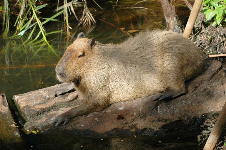 3,227 Capybara Water Stock Photos - Free & Royalty-Free Stock Photos ...