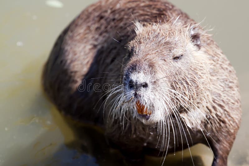 Capybara stock photo. Image of wild, herbivorous, capybara - 17828952