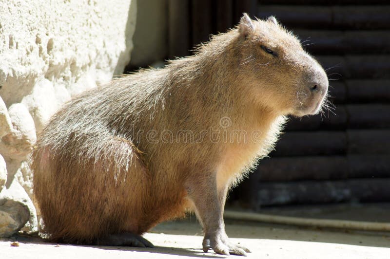 Capybara stock image. Image of head, aquatic, herbivore - 19629355