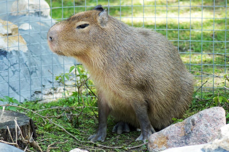 Grey Capybara Standing on a Field of Green Grass Next To the Water ...