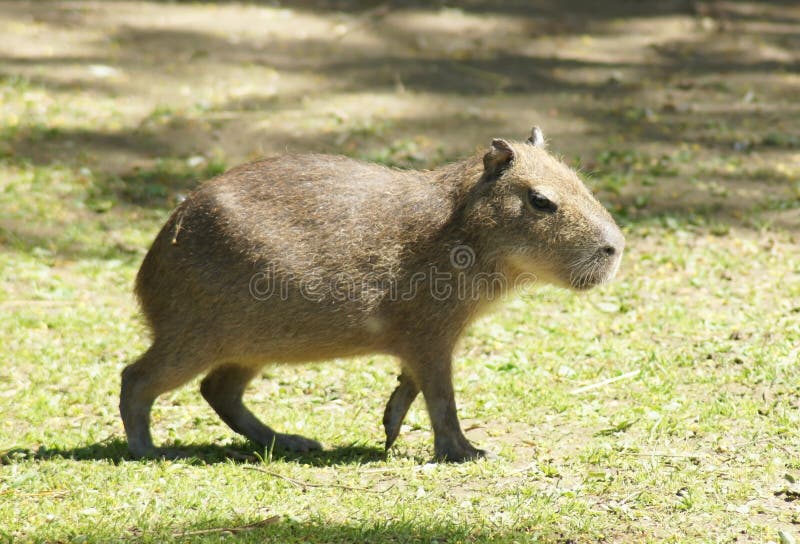Grey Capybara Standing on a Field of Green Grass Next To the Water ...