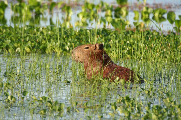 Capybara 2 stock image. Image of rodent, hunting, trip - 1467847