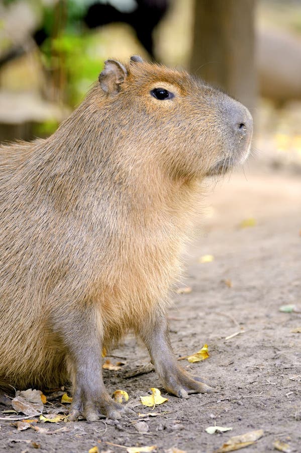 Capybara stock image. Image of panama, aquatic, largest - 11395243