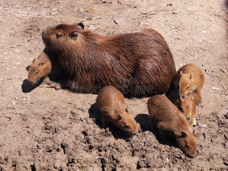 Beaver, Capybara, Mammal, Fauna Picture. Image: 116176809