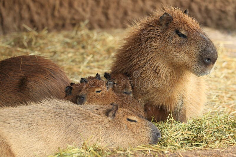 Capybara stock photo. Image of couple, hydrochaeris, adult - 25880318