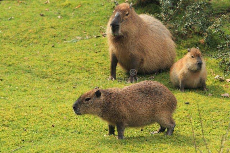 Capybara stock photo. Image of couple, hydrochaeris, adult - 25880318