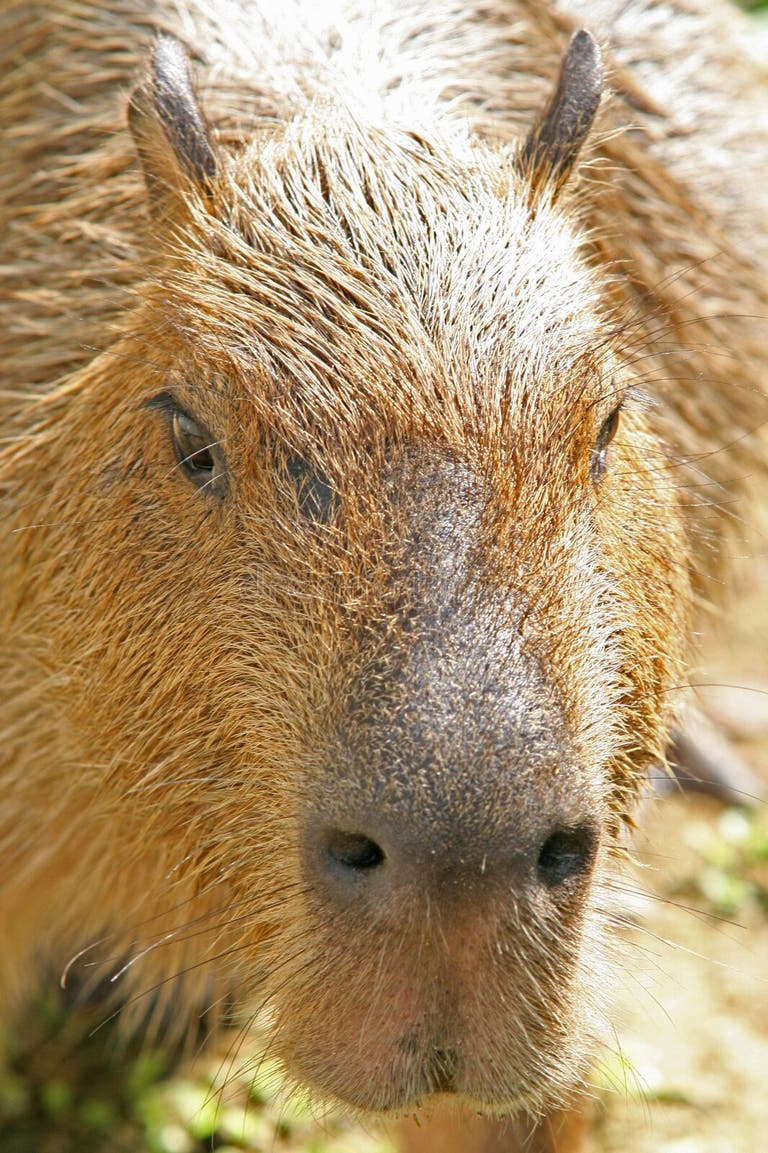 128 Capybara Feet Stock Photos - Free & Royalty-Free Stock Photos from ...