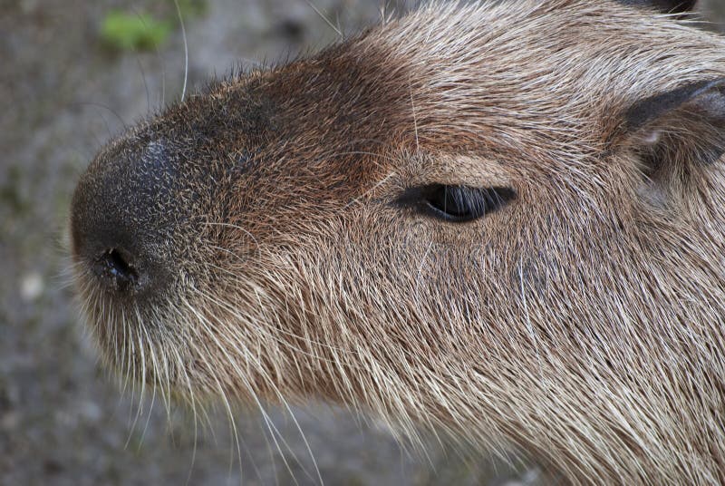 1,119 Furry Capybara Stock Photos - Free & Royalty-Free Stock Photos ...