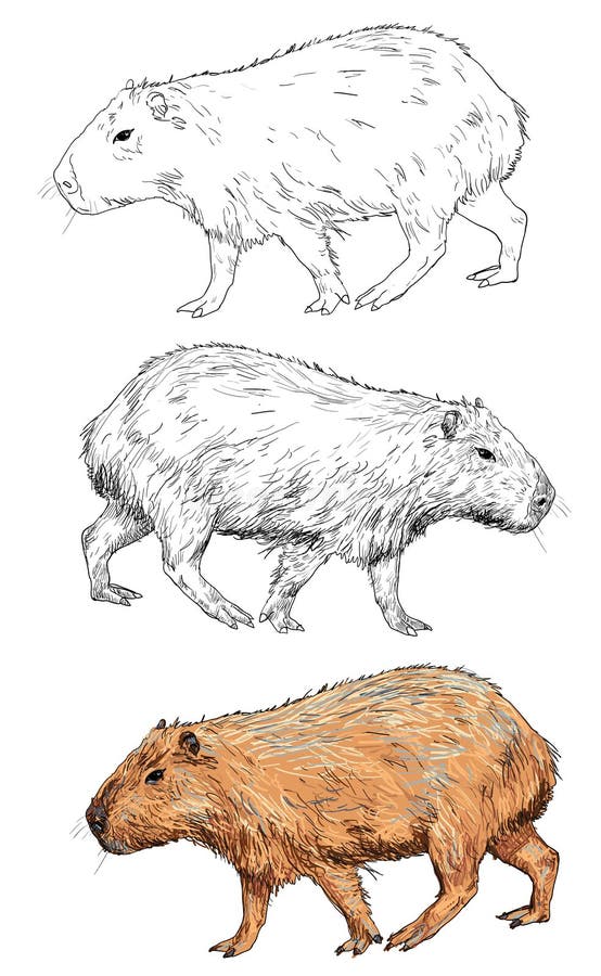Capybara Stock Illustrations, Vecteurs, & Clipart – (312 Stock ...