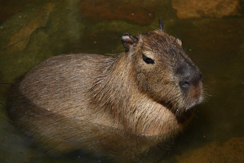 Capybara stock foto. Image of dier, water, grootste, zoogdier - 31941966