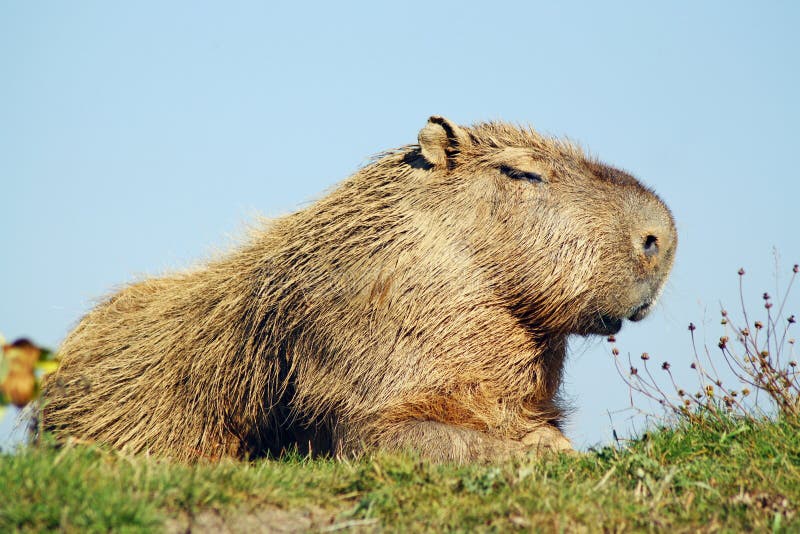 Capybara foto de stock. Imagem de peru, parque, pasto - 22903188