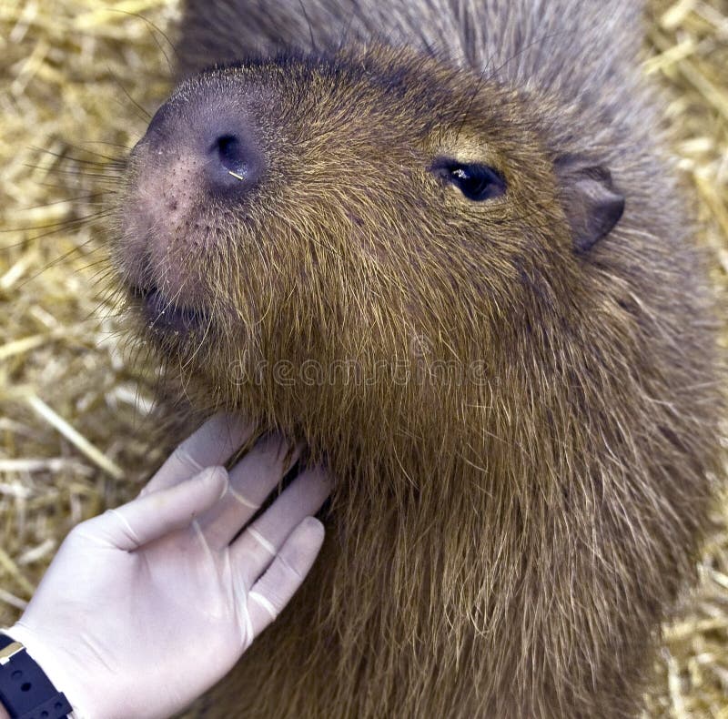50+ Capybara 4 Free Stock Photos - StockFreeImages