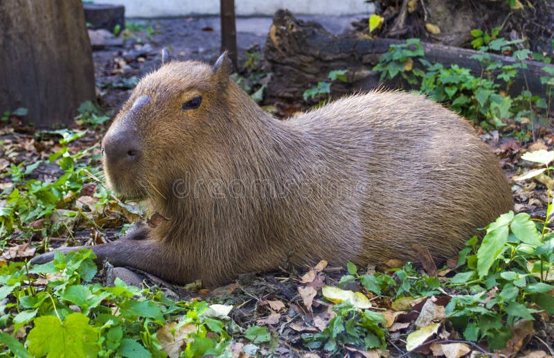 Roditore Selvaggio Di Capybara Immagine Stock - Immagine di fiume ...
