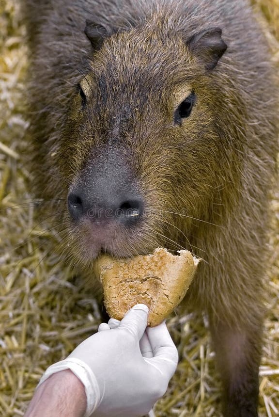 Capybara 6 stock photo. Image of view, nature, fauna - 22544708