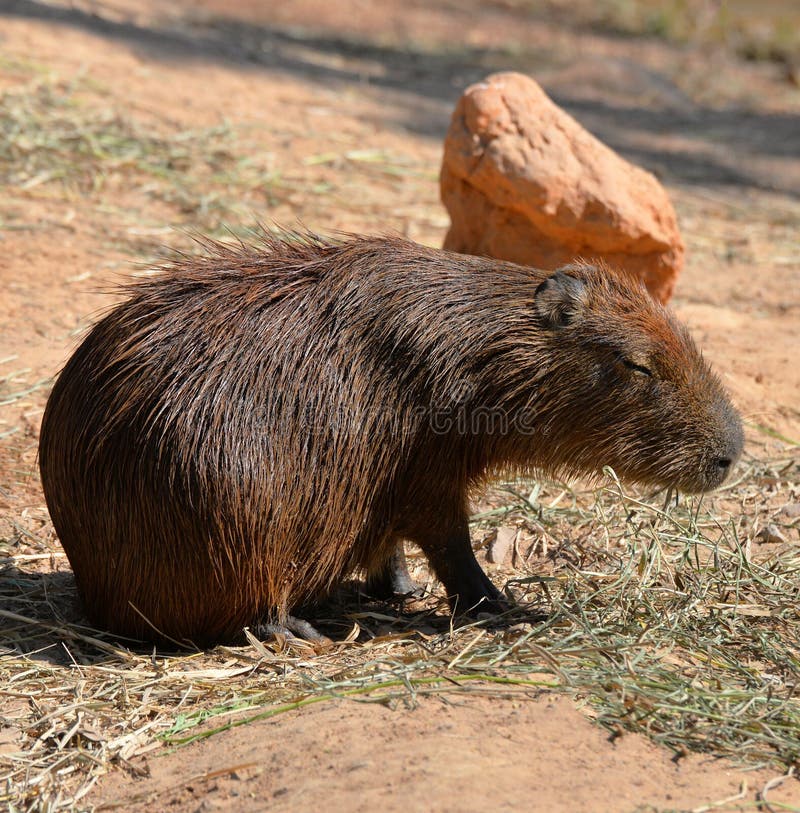 Capybara imagen de archivo. Imagen de santa, bosque, paisaje - 48052003