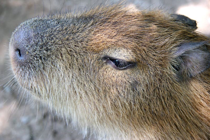 Brown Vine snake stock image. Image of creeping, leaf, animal - 33199