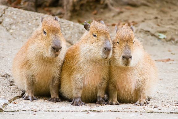 8,583 Capybara Graplini Stock Photos - Free & Royalty-Free Stock Photos ...