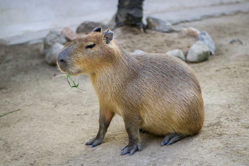Capybara die gras eet stock foto. Afbeelding bestaande uit zuiden - 9592174