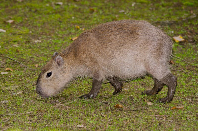 Capybara stock photo. Image of breeding, south, meat - 31733272