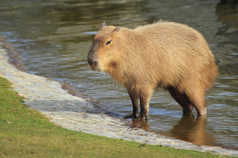 Capybara stock image. Image of hydrochoerus, standing - 36318403
