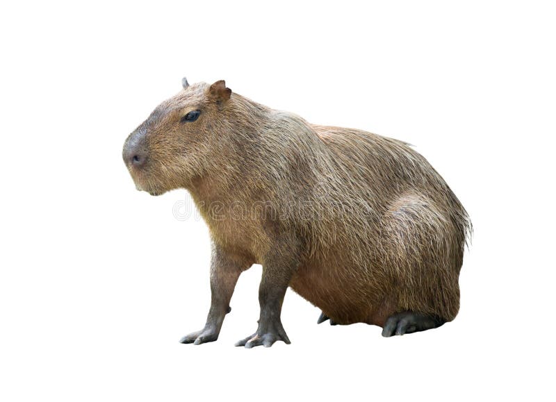 Capybara en el sol foto de archivo. Imagen de cubo, fauna - 121843658