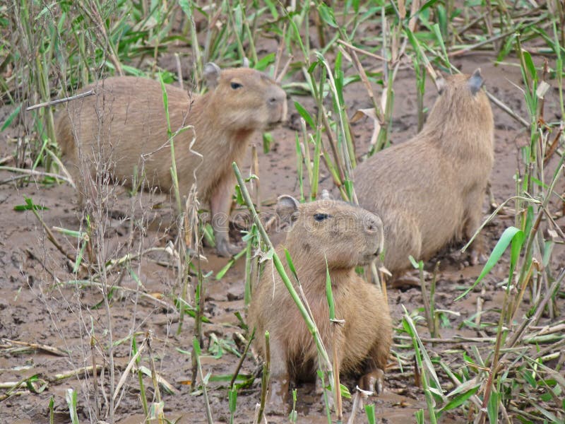Capybara, Amazon River Peru Stock Photo - Image of capybara, amazon ...