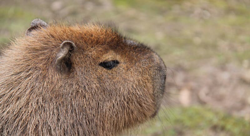 Capybara Animal. stock photo. Image of hair, wildlife - 247880962