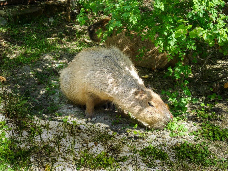 Capybara Animal Grazing stock photo. Image of cute, mammal - 383829408