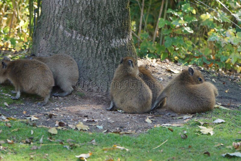 Capybara cubs. stock photo. Image of carpincho, family - 178798270