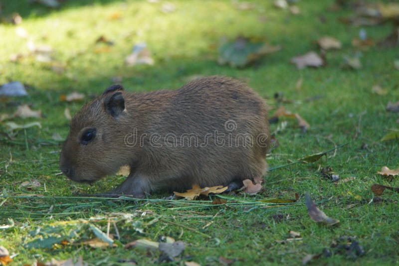Capybara in the sun stock image. Image of summer, animal - 121843563