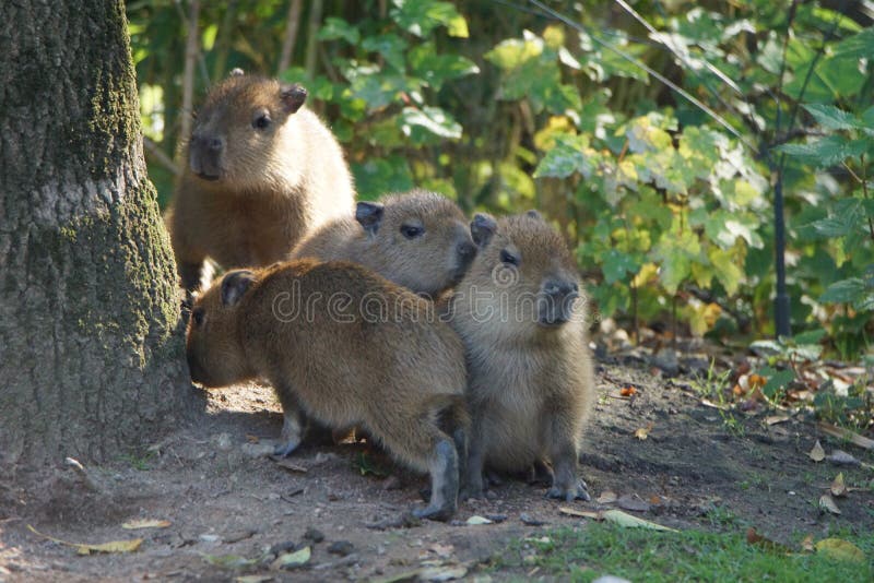 Capybara cubs. stock photo. Image of hydrochaeris, mother - 178798718