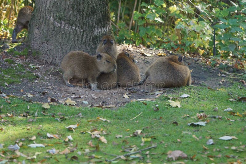 Capybara cubs. stock image. Image of cute, capybara - 178798837
