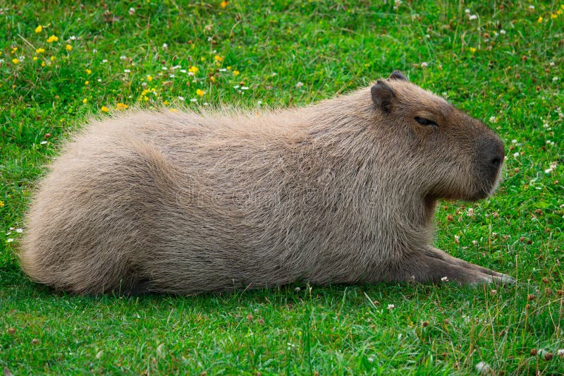Capybara Backdrop of Green Grass Stock Photo - Image of brasil ...