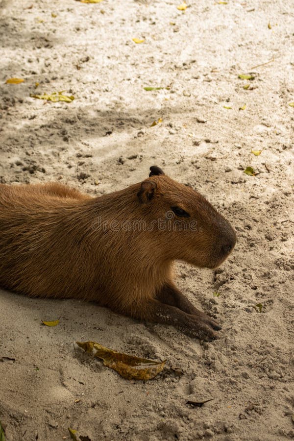 Capybara Basking on Sandy Ground Stock Photo - Image of whiskers ...
