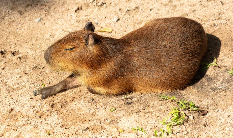 Capybara basks in the sun stock image. Image of grey - 322140903