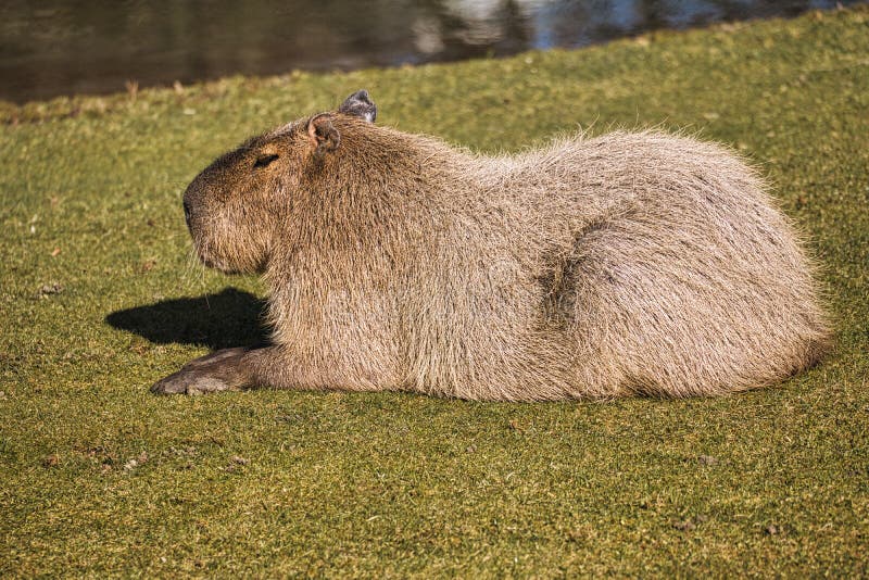 Capybara Mouth